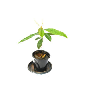 Hasiru Agro – Commercial Farming for the masses