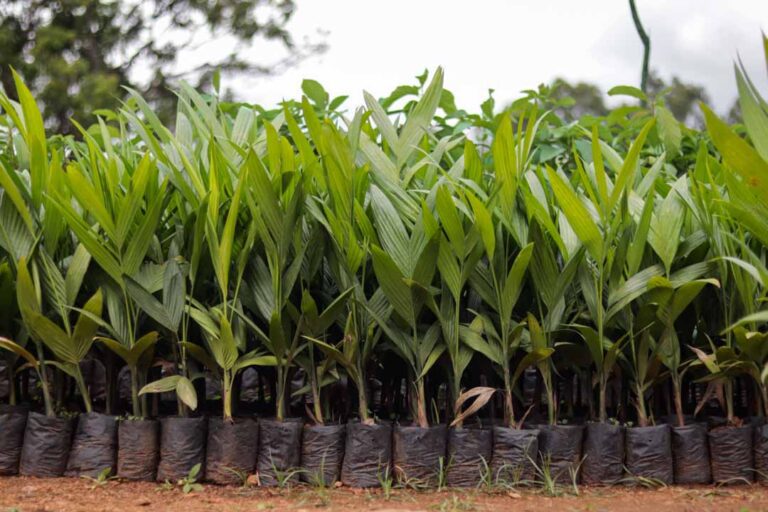 Hasiru Agro – Commercial Farming for the masses