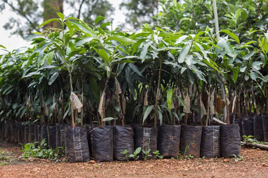 Hasiru Agro – Commercial Farming for the masses