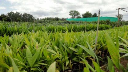 Hasiru Agro – Commercial Farming for the masses