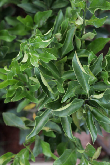 Hasiru Agro – Commercial Farming for the masses