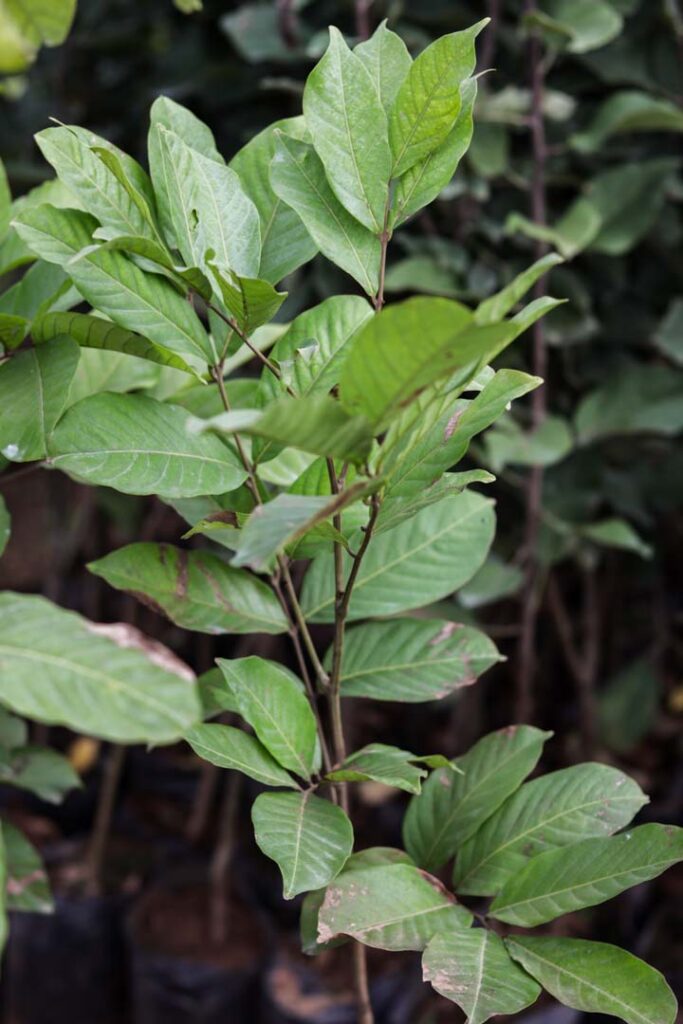 Hasiru Agro – Commercial Farming for the masses