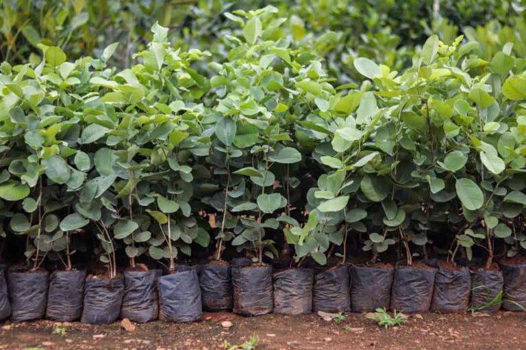 Hasiru Agro – Commercial Farming for the masses