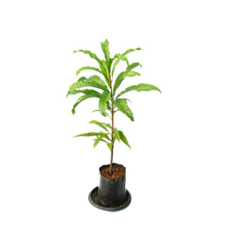 Hasiru Agro – Commercial Farming for the masses