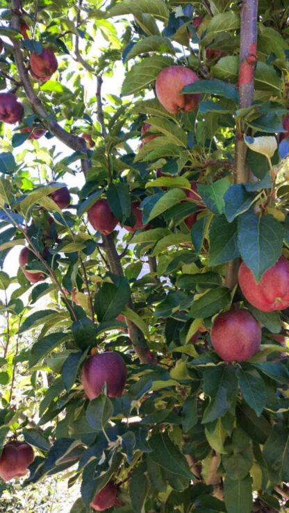 Hasiru Agro – Commercial Farming for the masses