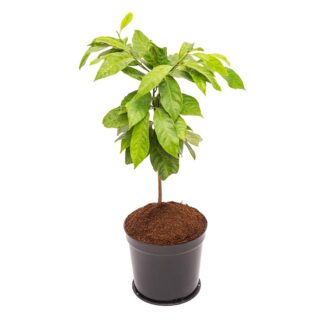 Rambutan (Rongrien) – Hasiru Agro