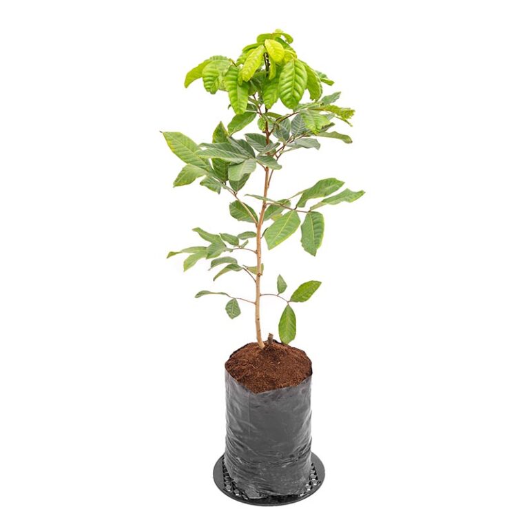 Rambutan Rongrien - Hasiru Agro