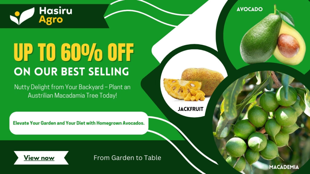 Honge(Pongamia pinnata) - Hasiru Agro