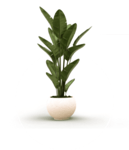 Hasiru Agro – Commercial Farming for the masses