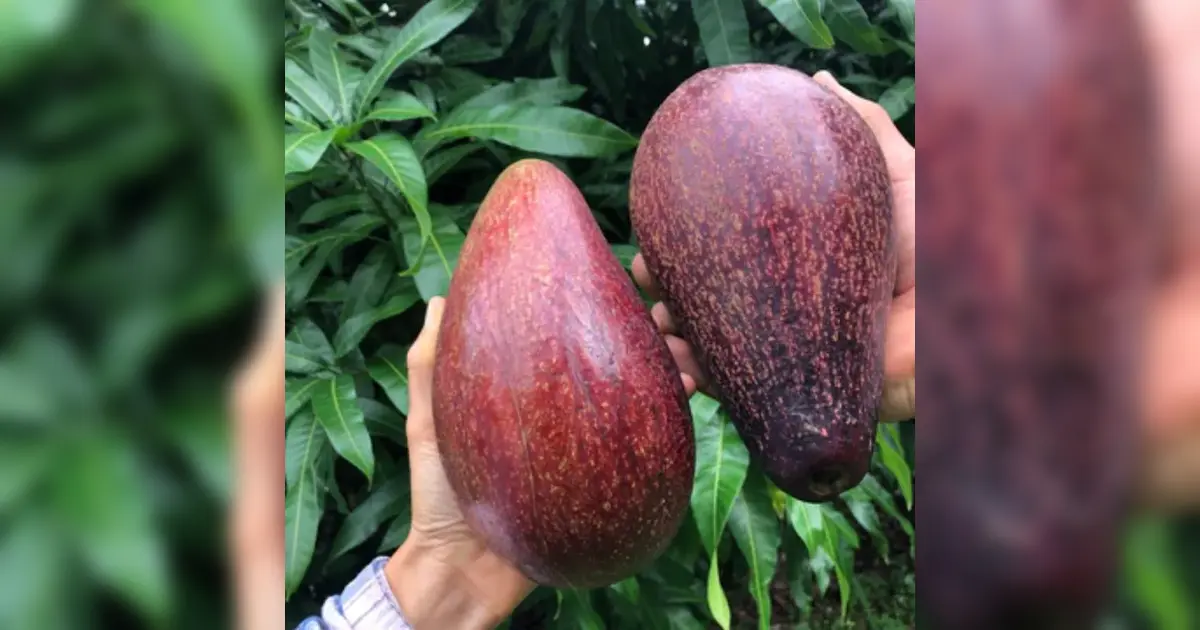 Buy Purple Avocado Plant - Exotic Grafted Avocado for Sale