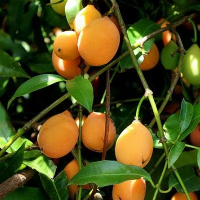 Raspuri Mango: Irresistible Health Benefits for You