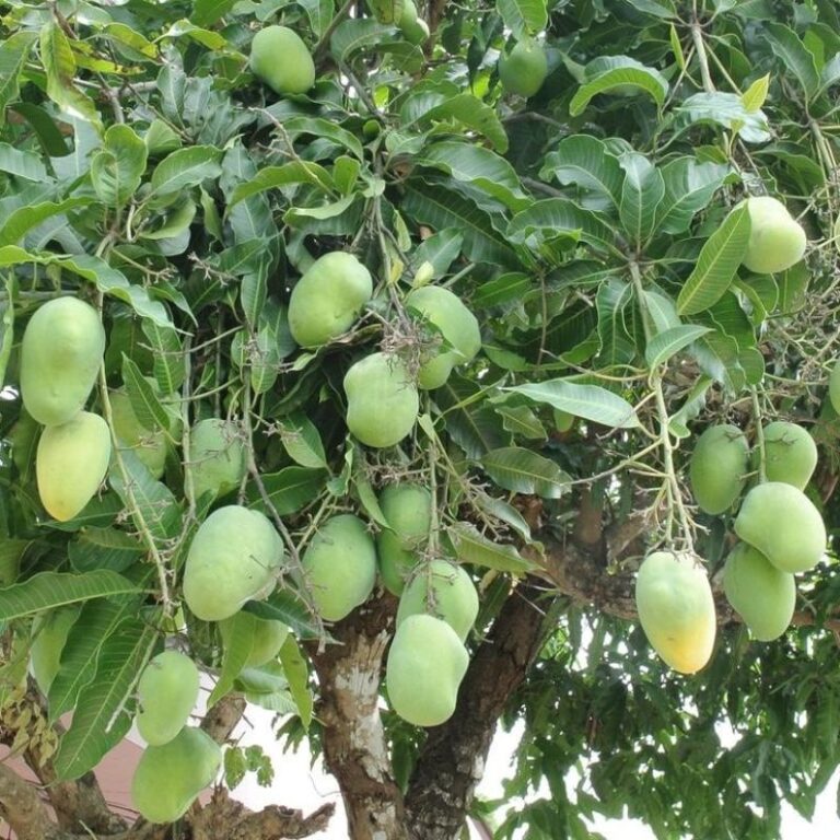 All Season Mango - Hasiru Agro