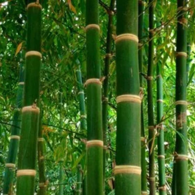 Bhima Bamboo - Hasiru Agro