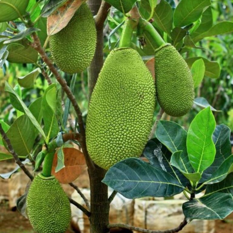 Dang Surya Jackfruit - Hasiru Agro