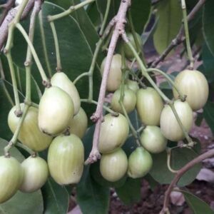 Early dwarf white Jamun - Hasiru Agro