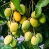 "Buy Jardalu Mango Plant | Grow Your Own Mangoes"