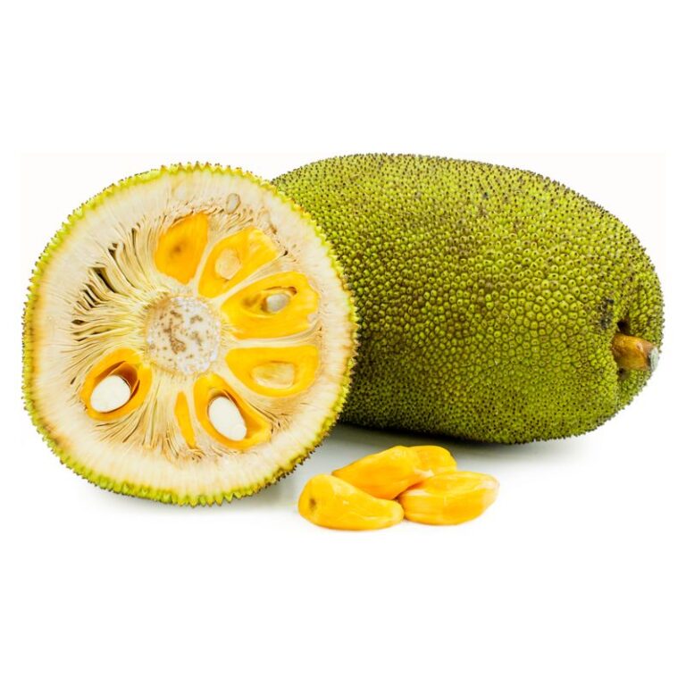 Malaysian dwarf Jackfruit - Hasiru Agro