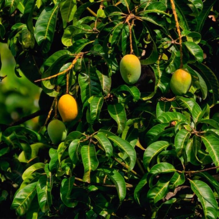 Badami Mango - Hasiru Agro