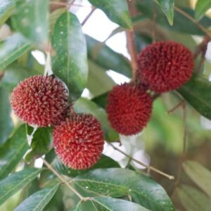 Pulasan - Hasiru Agro