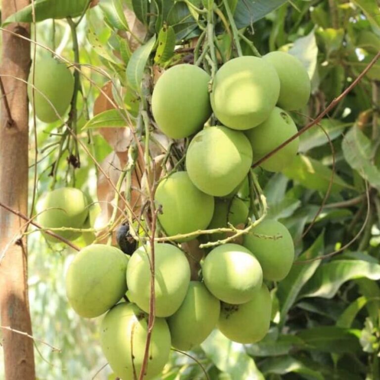 Amazing Benefits of Pusa Suriya Mango : Nature's Sweetness