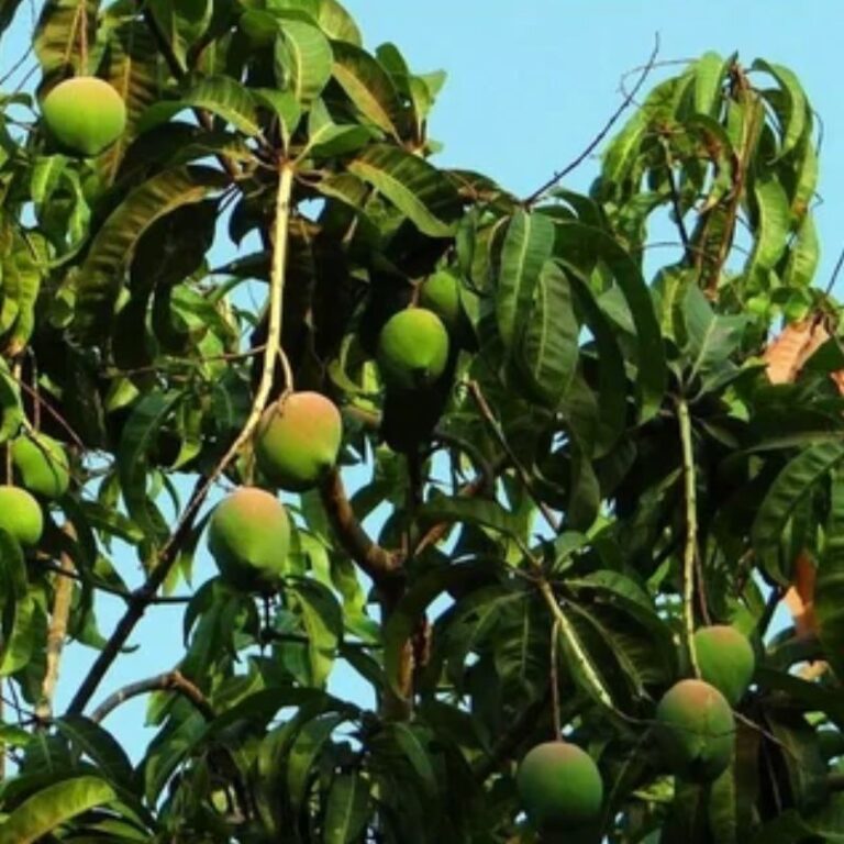 Raspuri Mango: Irresistible Health Benefits for You