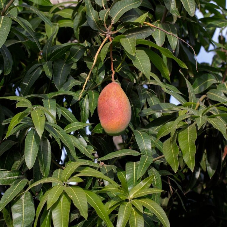 Unlock Benefits of Juicy Red King Mangoes for Sweet Health!