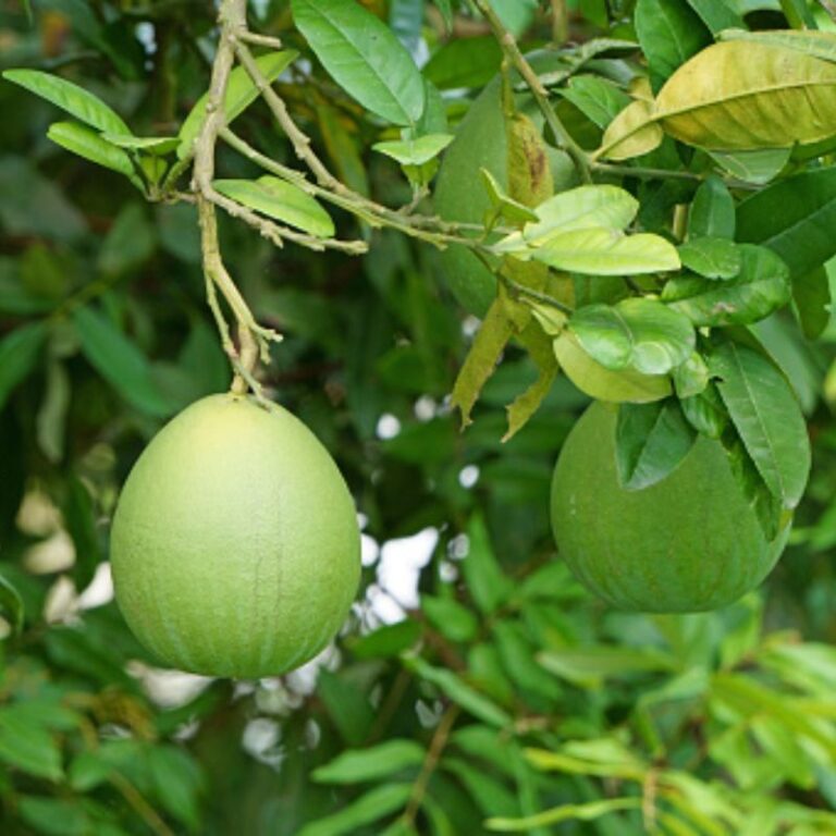 Thai chakota/Pomelo - Hasiru Agro