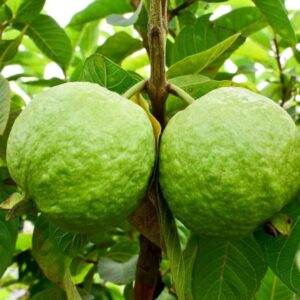 Thai Super Guava - Hasiru Agro