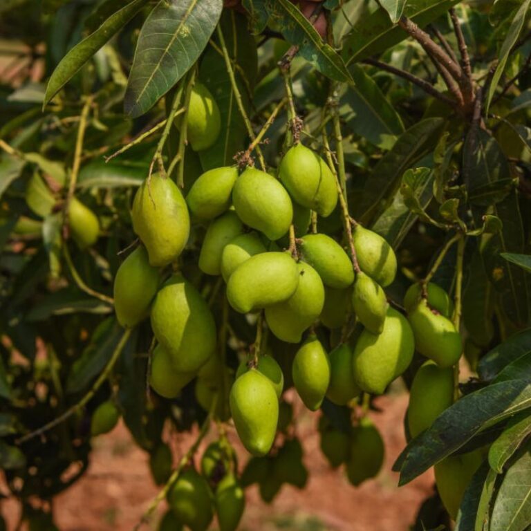 Buy Appe Midi Mango Plant | Grow Your Own Mangoes"