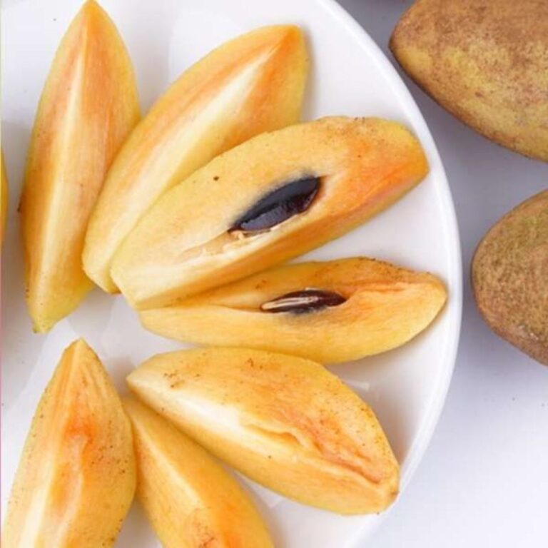 Buy Healthy Plants Online | Hasiru Agro