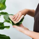 Buy Healthy Plants Online | Hasiru Agro
