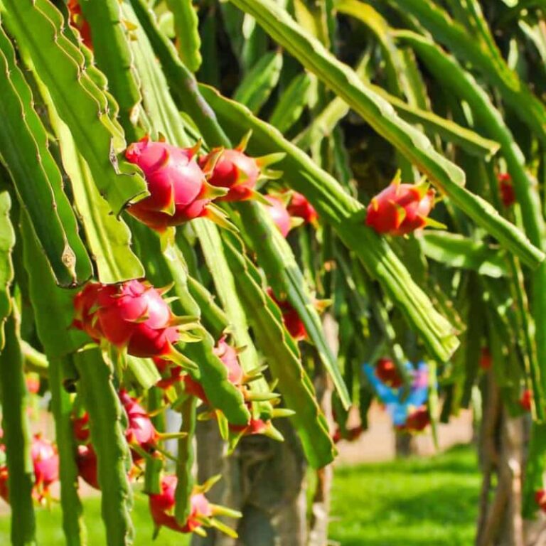 Buy Healthy Plants Online | Hasiru Agro