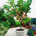 Buy Healthy Plants Online | Hasiru Agro